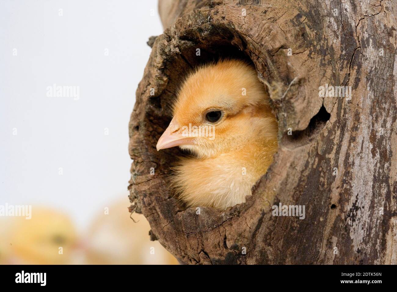 Gallina con pulcini su sfondo bianco immagini e fotografie stock ad ...