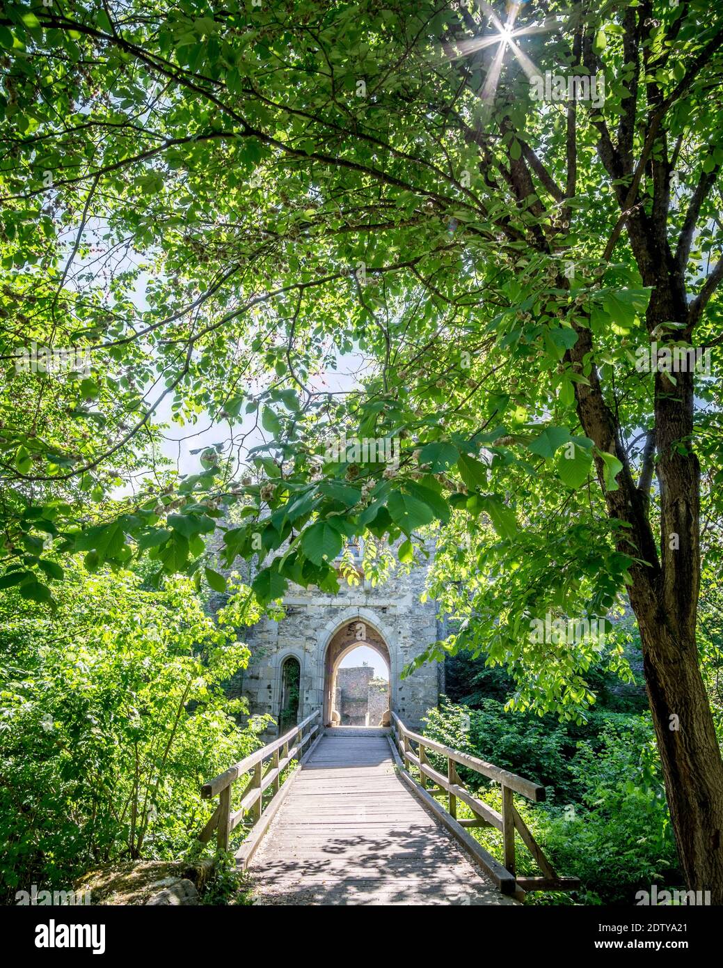 Sentiero alberi alberi piante nel ramo del parco immagini e fotografie ...