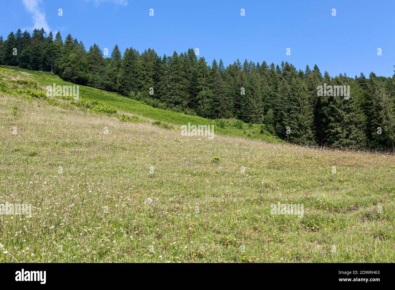 Wald und wiese immagini e fotografie stock ad alta risoluzione - Alamy