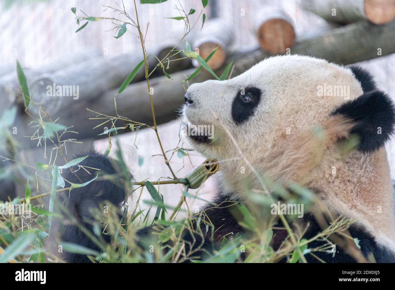 Orso panda prigioniero immagini e fotografie stock ad alta risoluzione ...