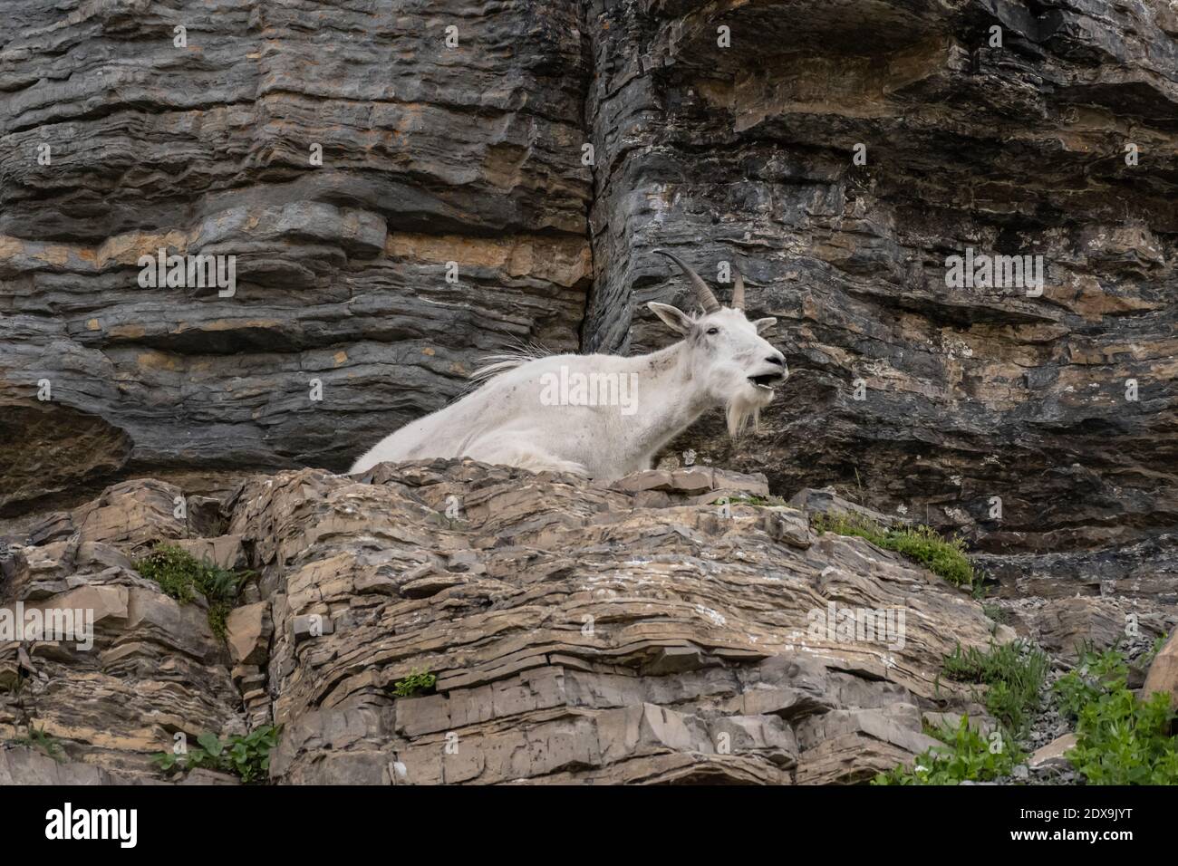 Capretto da masticare immagini e fotografie stock ad alta risoluzione ...