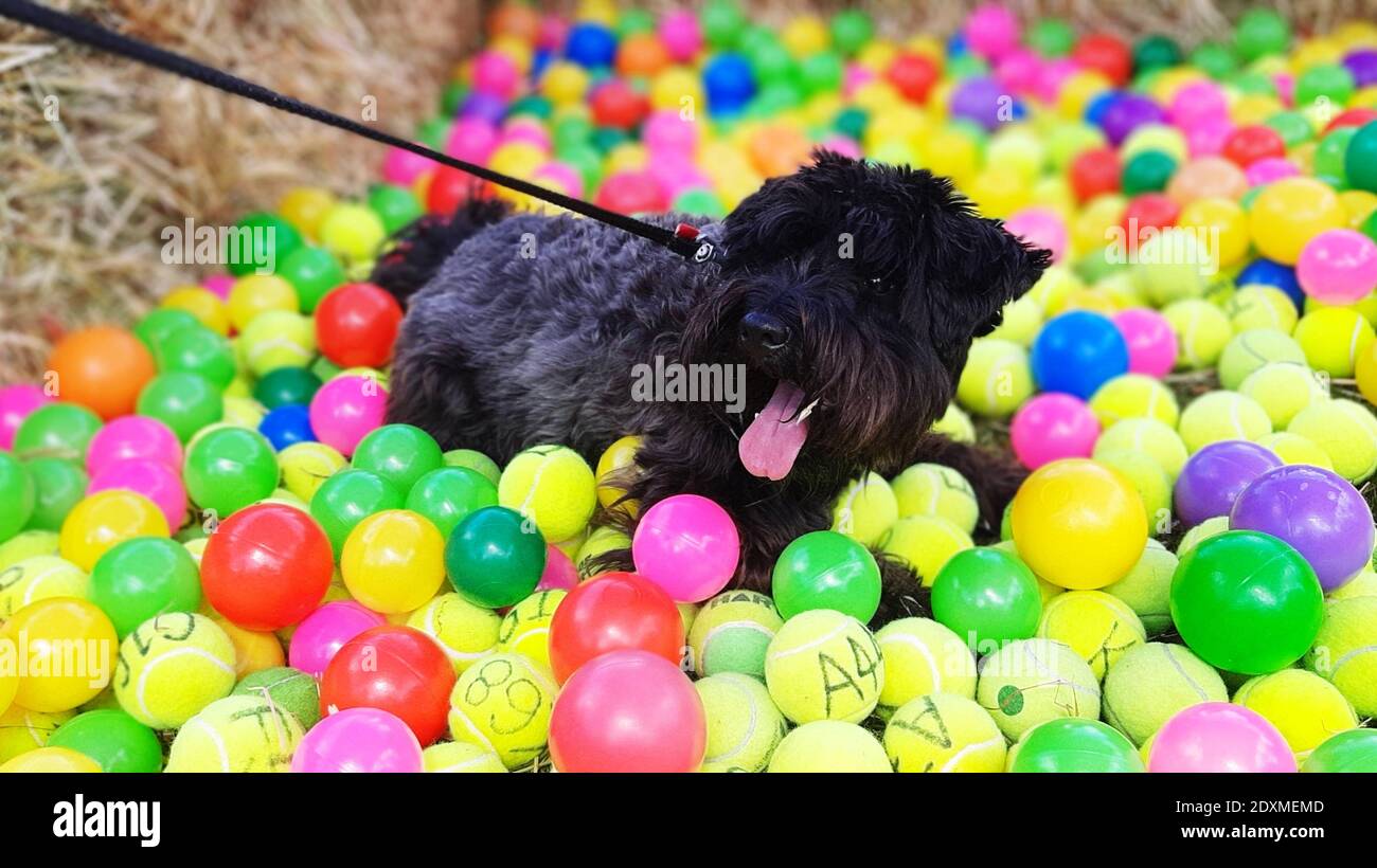 Cane palloncino da colorare immagini e fotografie stock ad alta ...
