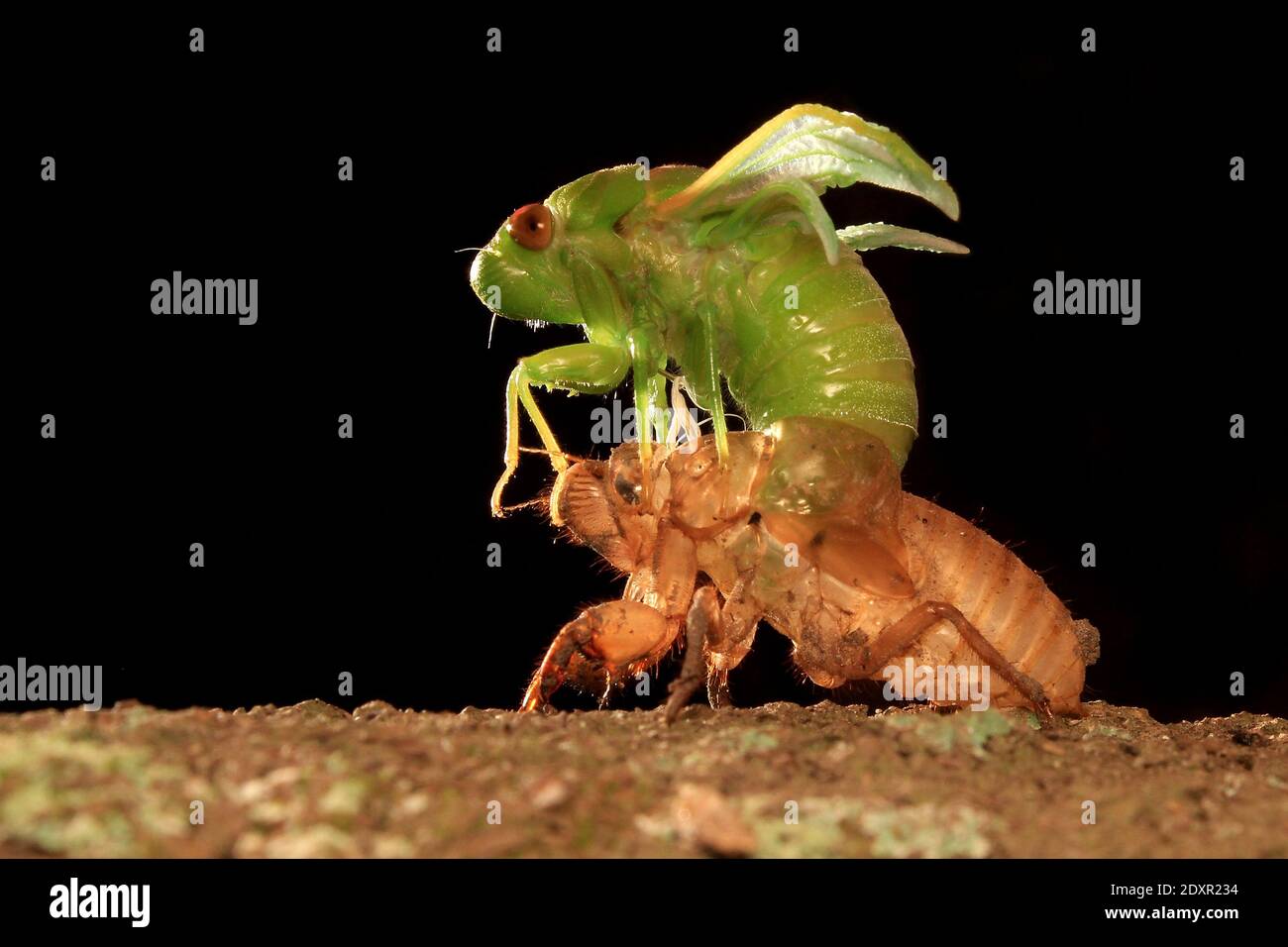 Sea cicada immagini e fotografie stock ad alta risoluzione - Alamy