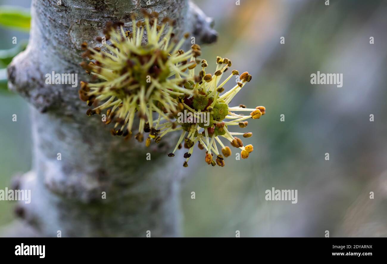 Fiori dell'albero di carrubo immagini e fotografie stock ad alta ...