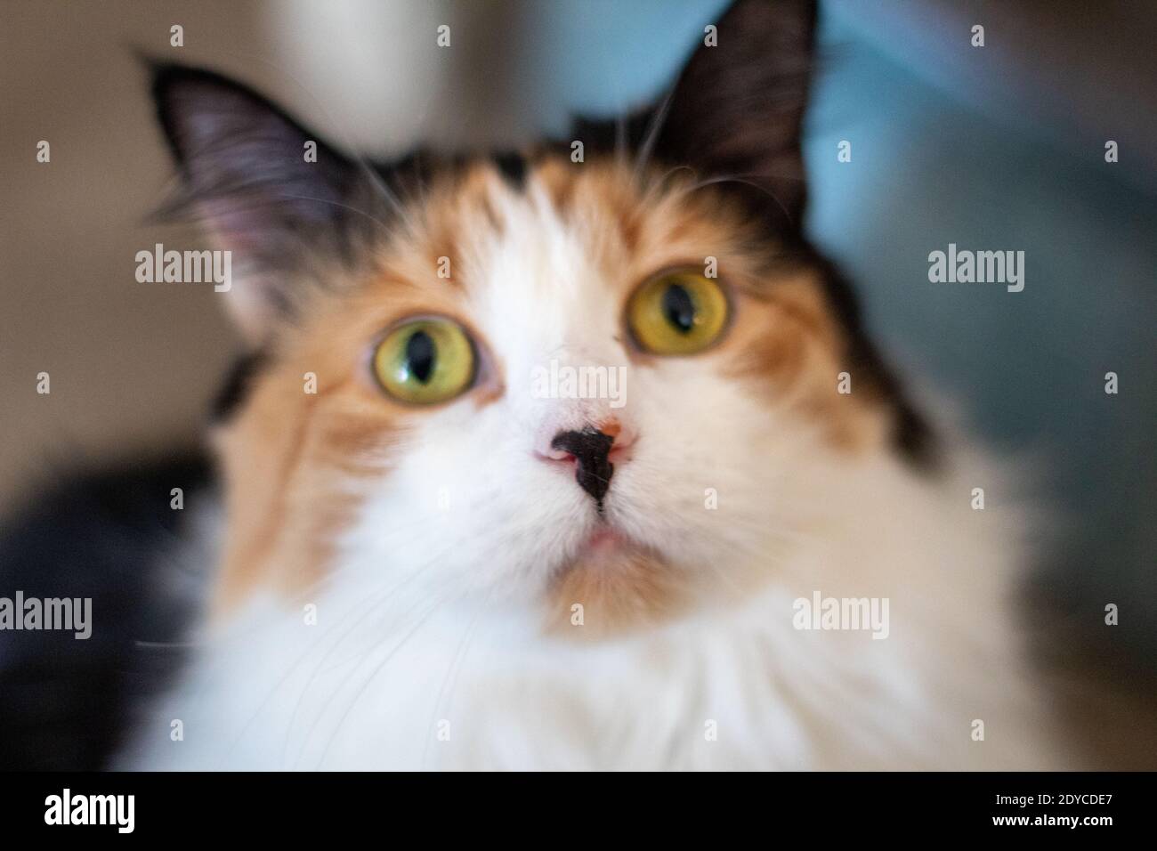 Gatto calico da vicino immagini e fotografie stock ad alta risoluzione ...