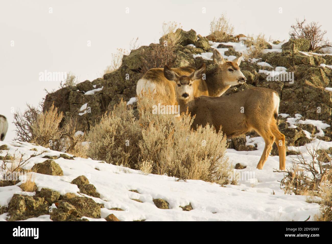 Cervo mulo femmina odocoileus hemionus immagini e fotografie stock ad ...