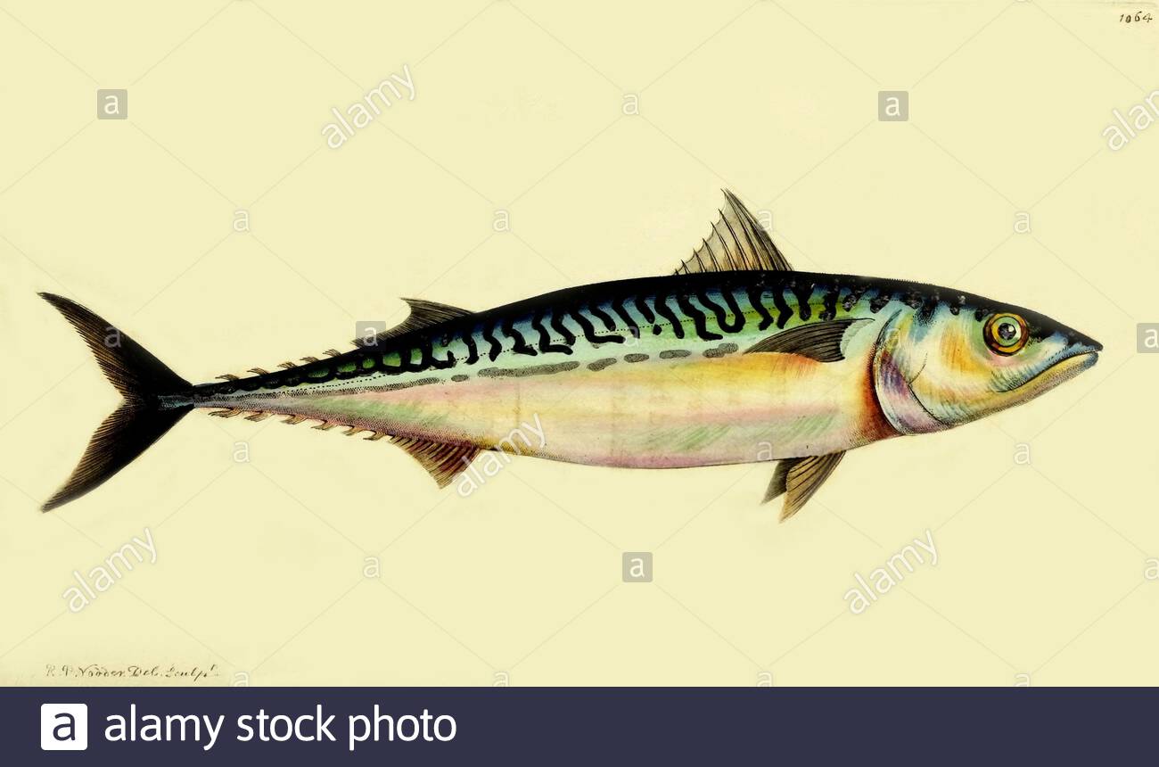 Atlantic mackerel scomber scombrus drawing immagini e fotografie stock ...