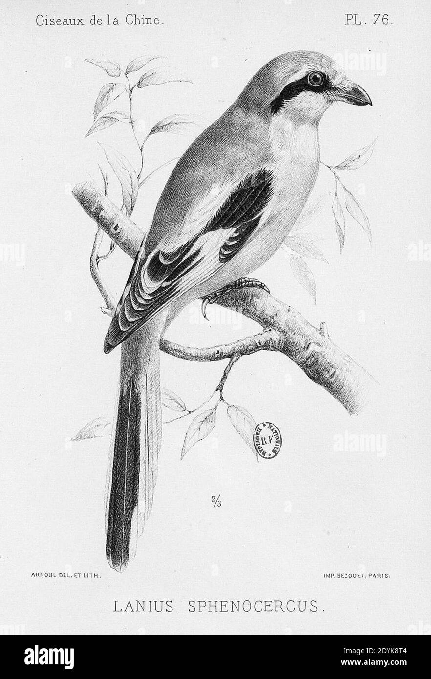 Lanius sphenocercus immagini e fotografie stock ad alta risoluzione - Alamy