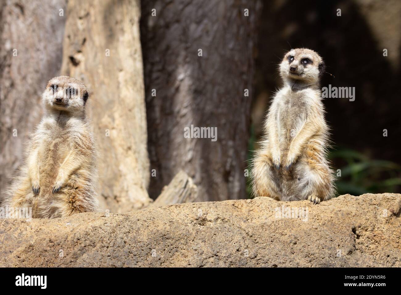 Sfondo di suricati immagini e fotografie stock ad alta risoluzione - Alamy