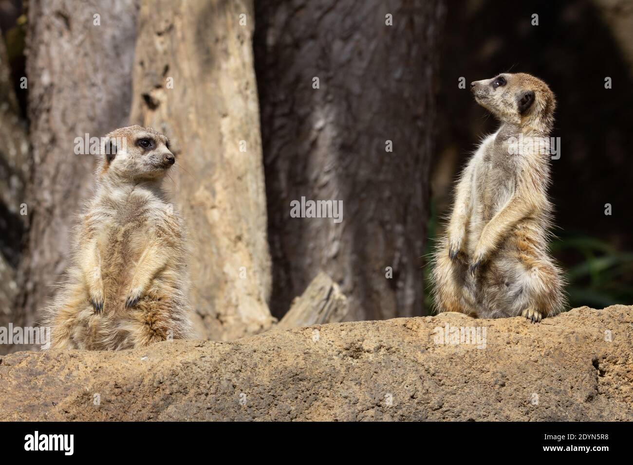Sfondo di suricati immagini e fotografie stock ad alta risoluzione - Alamy