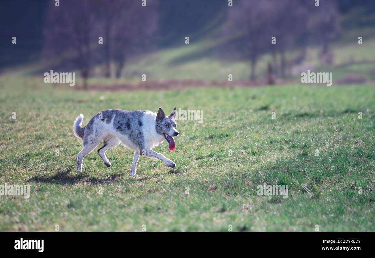 Border collie blue merle cane immagini e fotografie stock ad alta ...