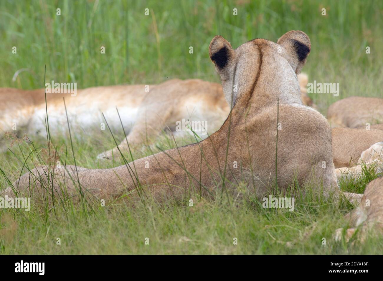 Striscia nera dalla testa alla schiena immagini e fotografie stock ad ...