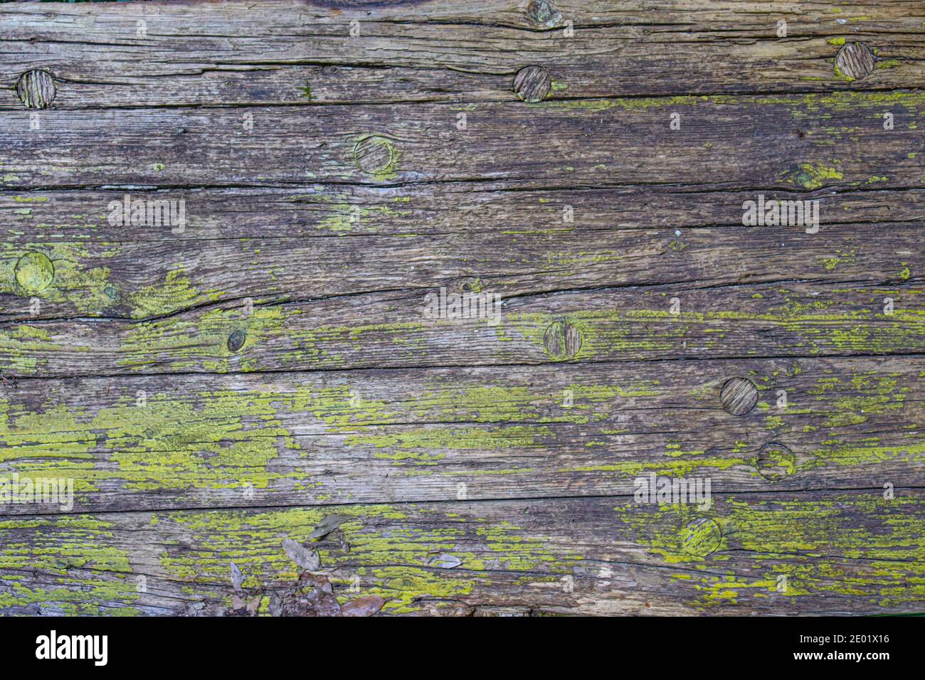 Pannello di muschio immagini e fotografie stock ad alta risoluzione - Alamy