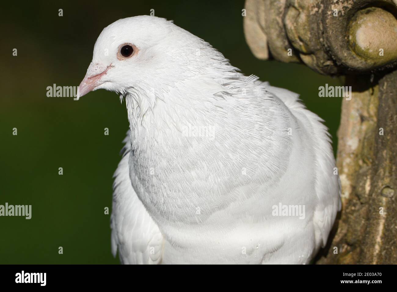 Colomba bagnata immagini e fotografie stock ad alta risoluzione - Alamy