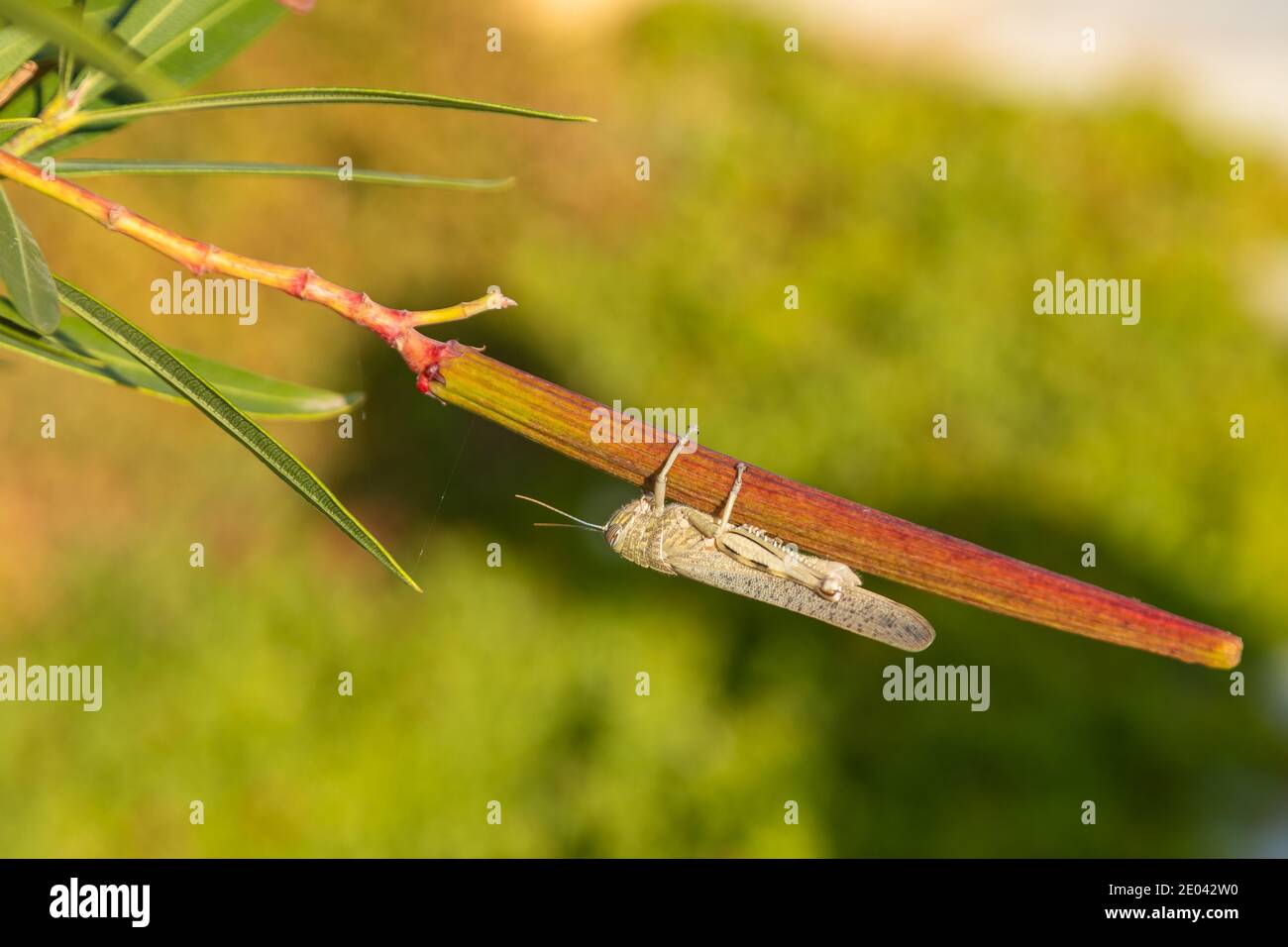 Sea cicada immagini e fotografie stock ad alta risoluzione - Alamy