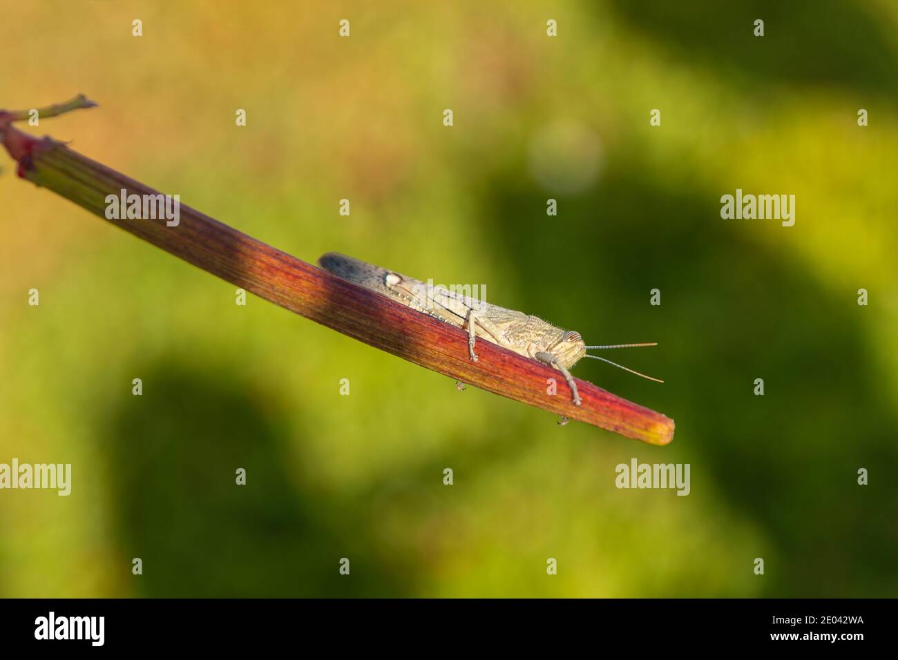 Sea cicada immagini e fotografie stock ad alta risoluzione - Alamy