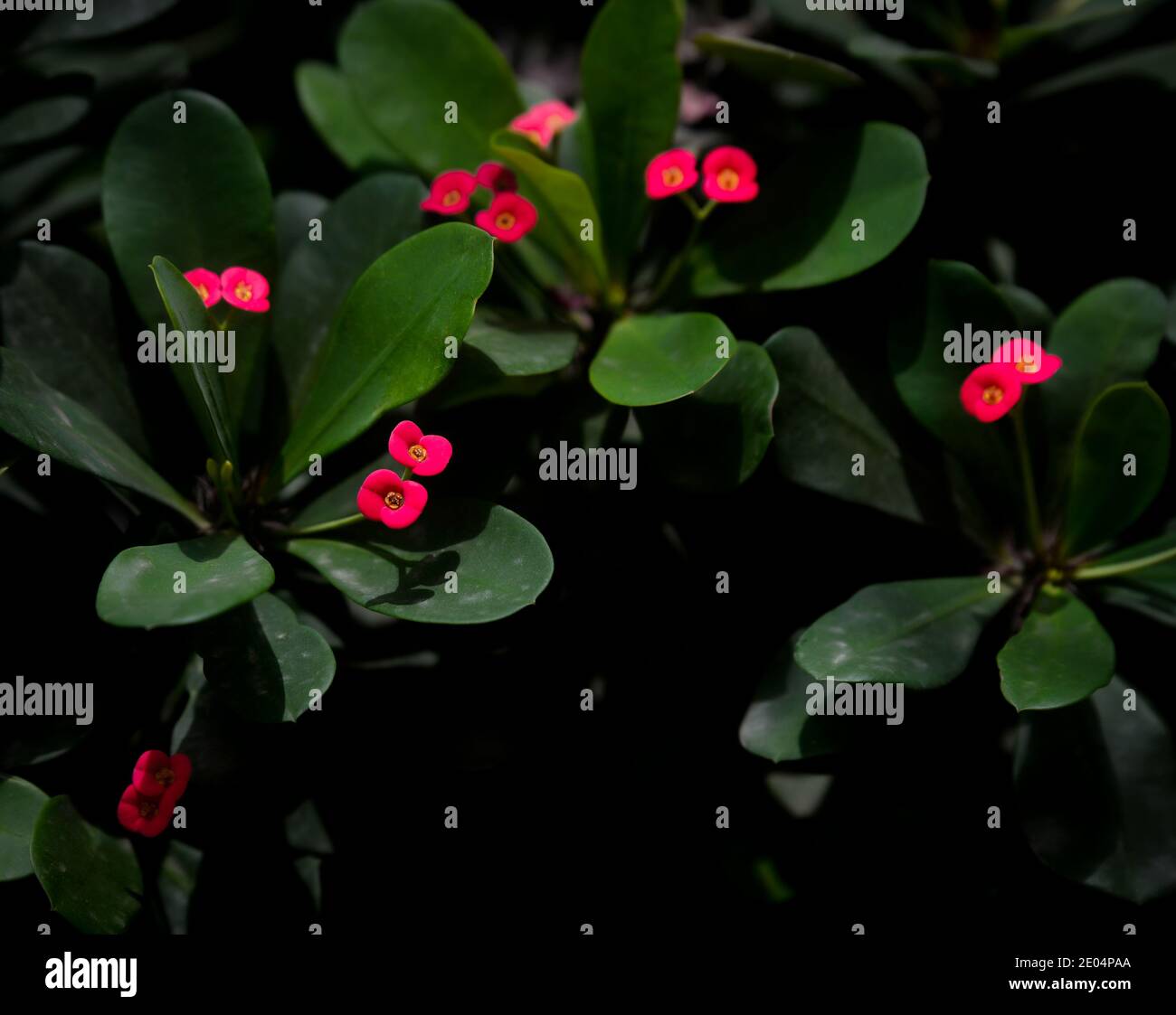 Bellissimi fiorellini rossi che sbocciano immagini e fotografie stock ...