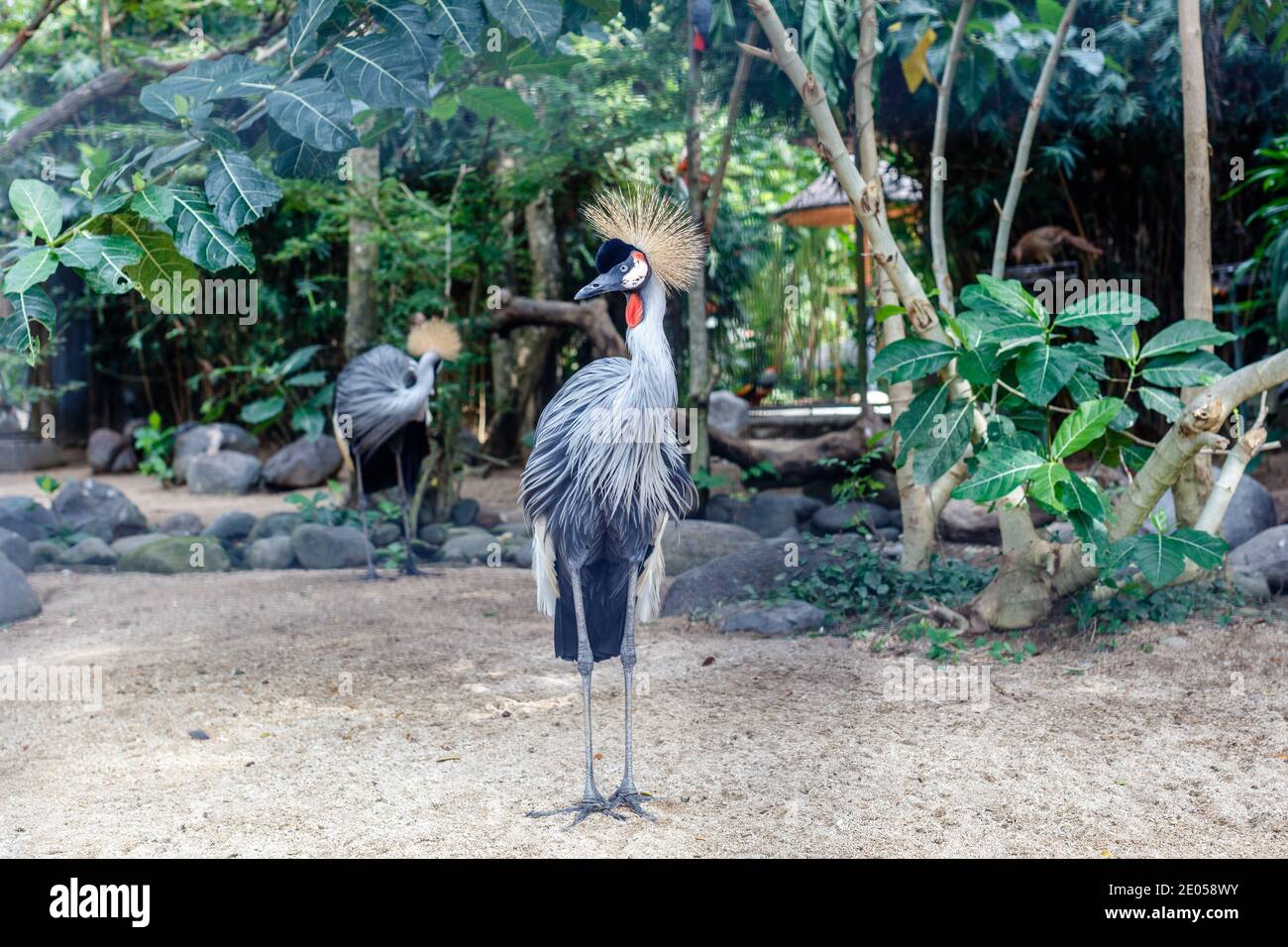Gru coronata grigia o gru incoronata africana immagini e fotografie ...