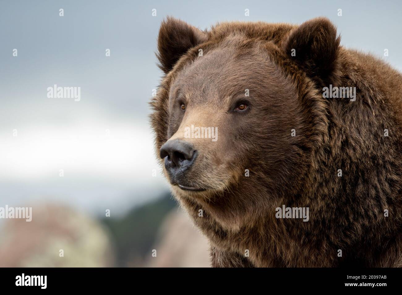 Orso che immagini e fotografie stock ad alta risoluzione - Alamy