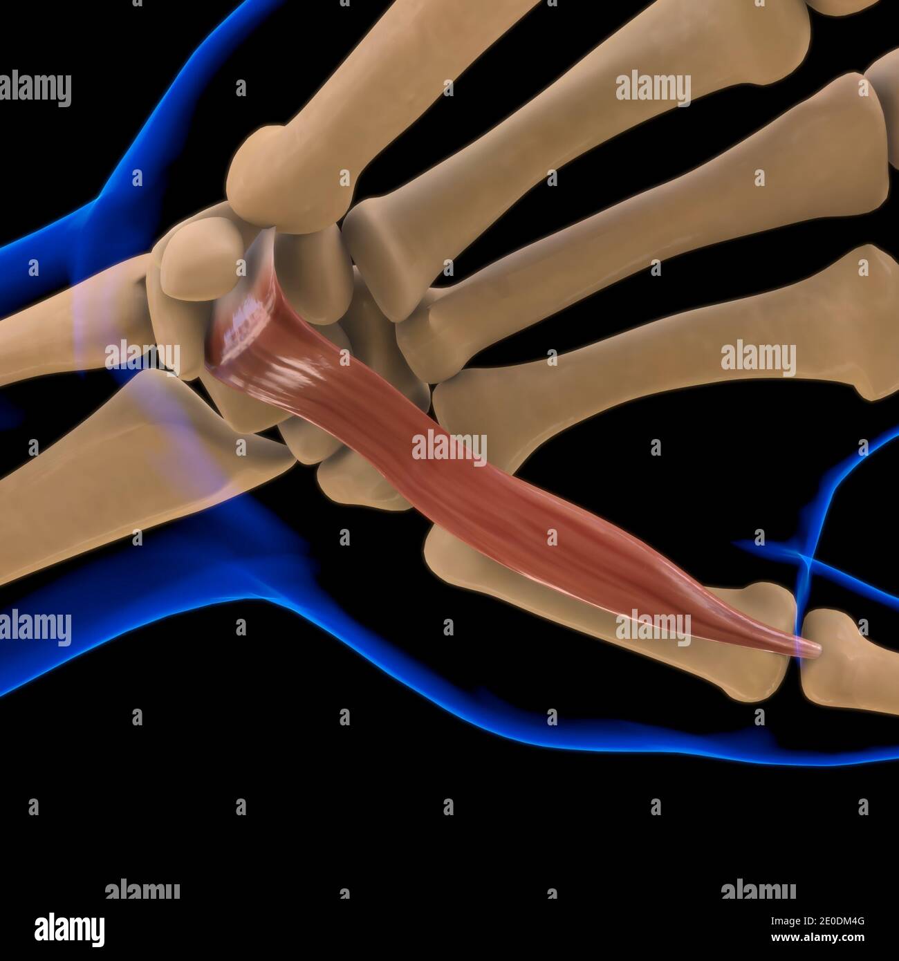 Pronator extensor indicis immagini e fotografie stock ad alta ...