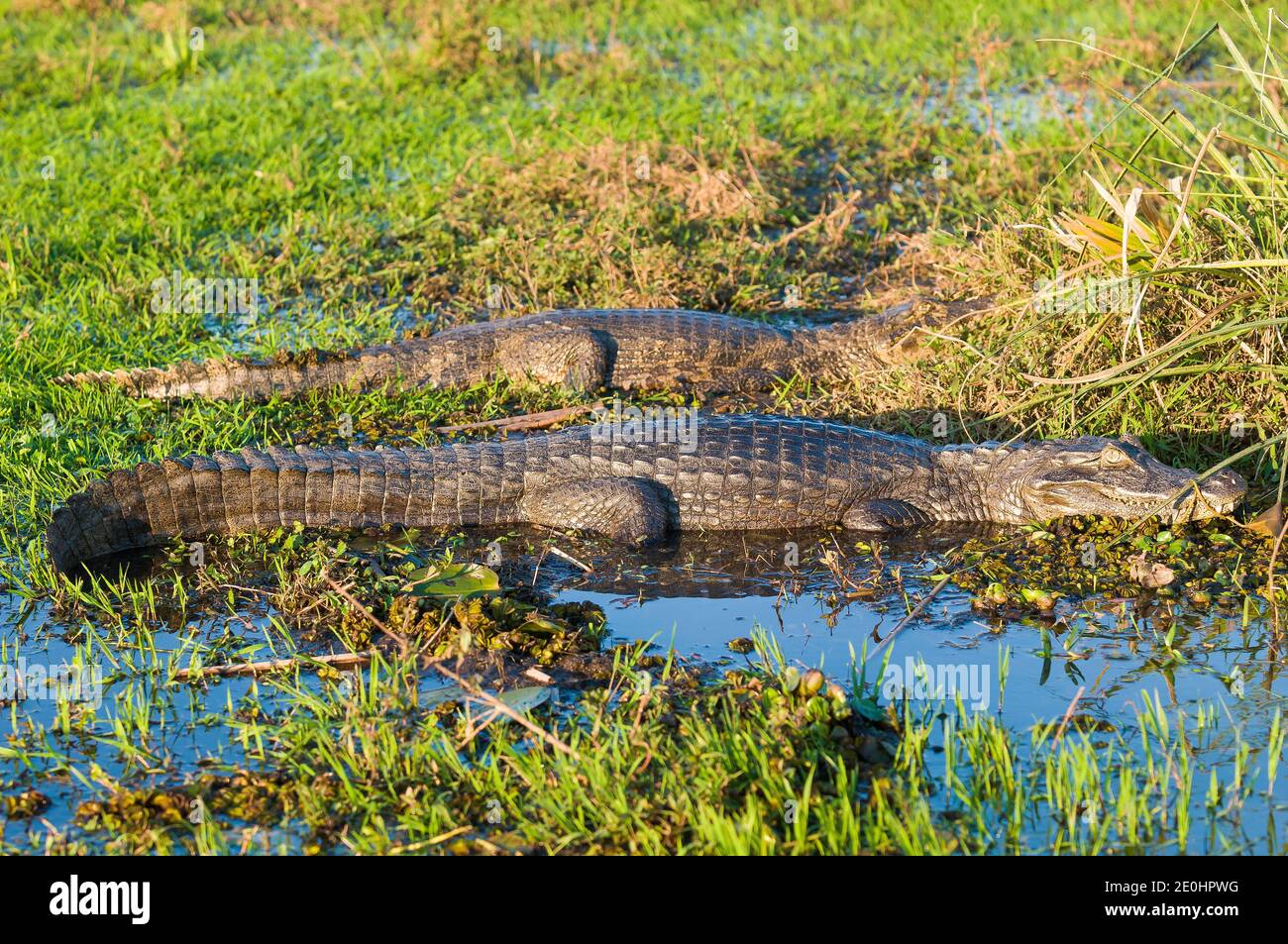 Caimano nero immagini e fotografie stock ad alta risoluzione - Alamy