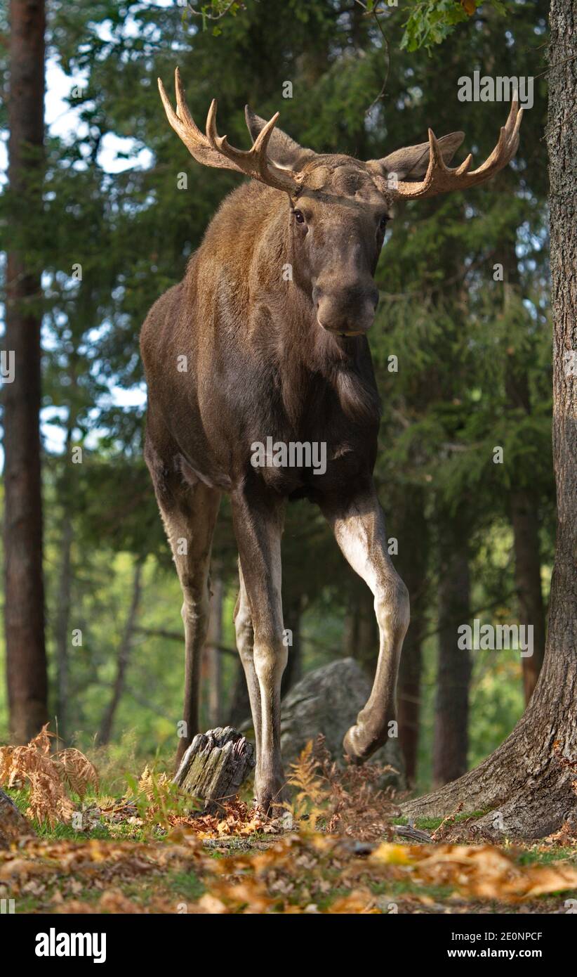 Maschio di alce immagini e fotografie stock ad alta risoluzione - Alamy