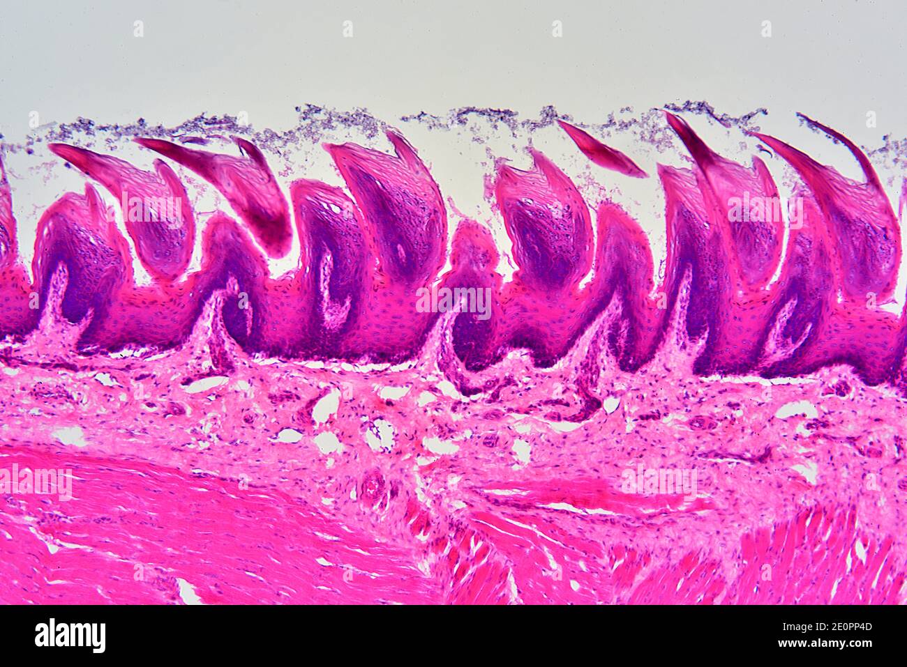 Fibra filiforme immagini e fotografie stock ad alta risoluzione - Alamy