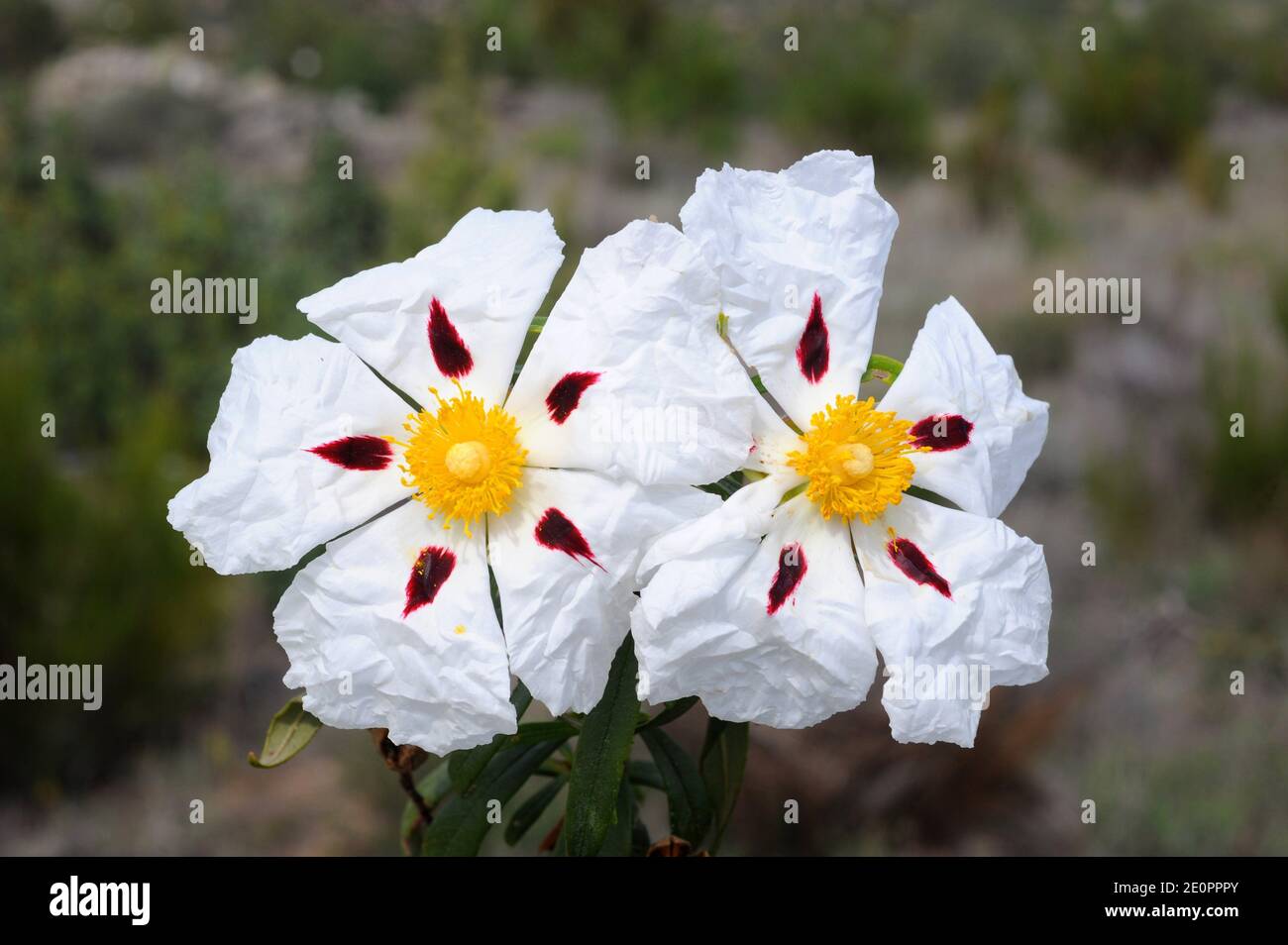 Laudanum cistus ladanifer immagini e fotografie stock ad alta ...