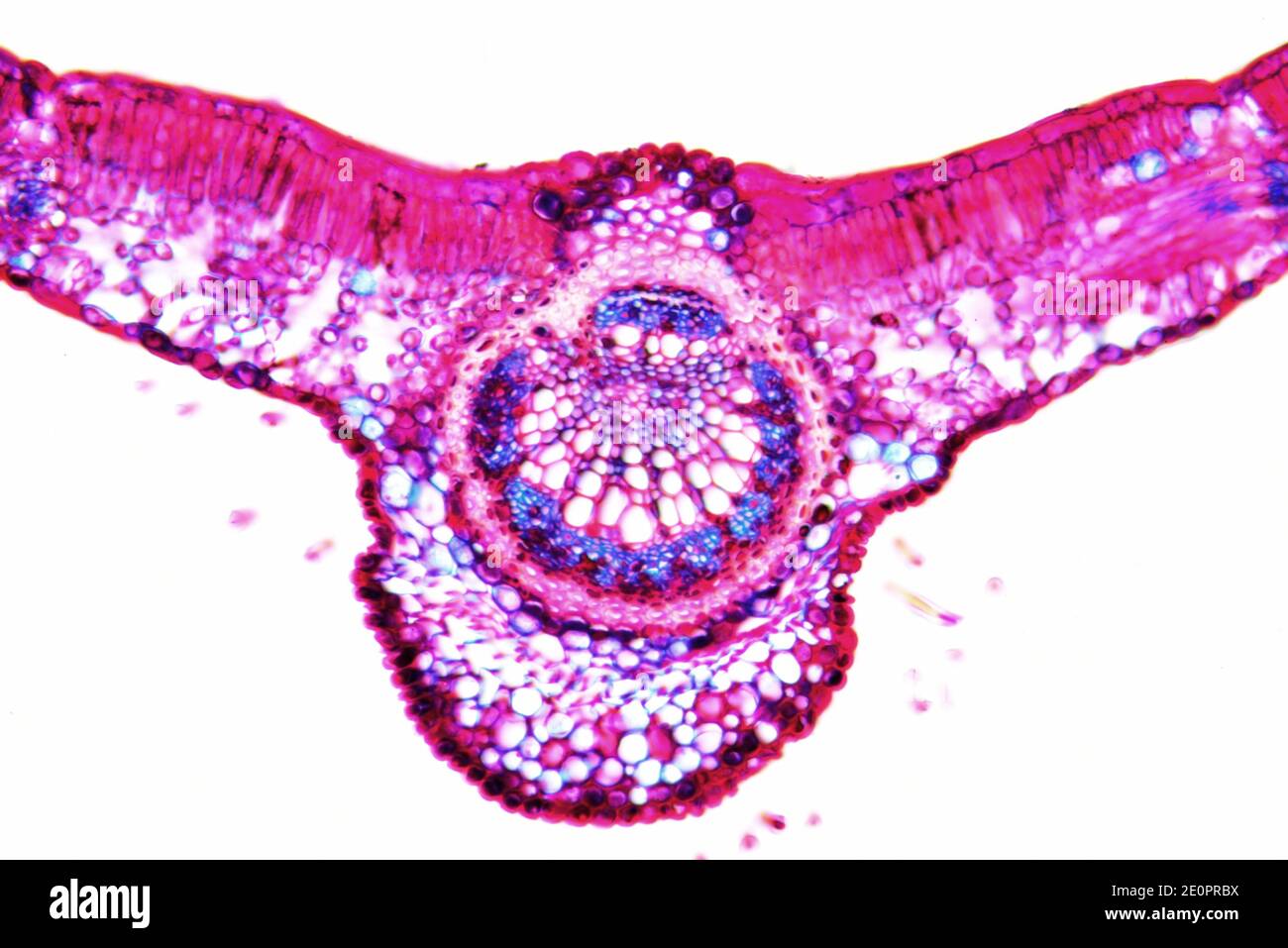 Cuticola Vegetale Immagini e Fotos Stock - Alamy