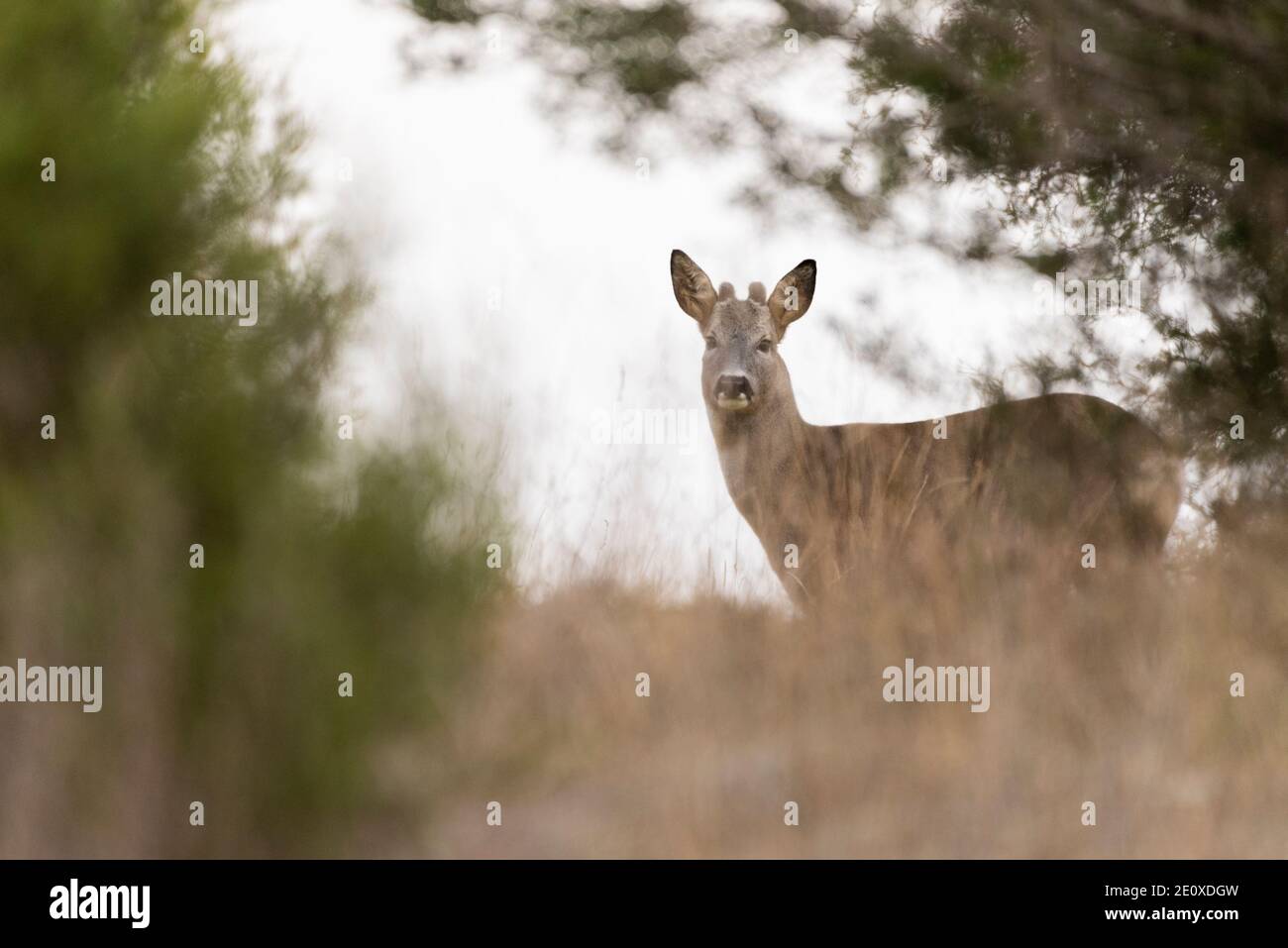 Crescere le corna immagini e fotografie stock ad alta risoluzione - Alamy