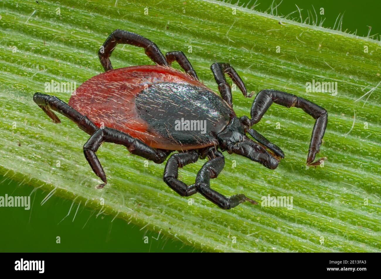 Tick tickparts immagini e fotografie stock ad alta risoluzione - Alamy