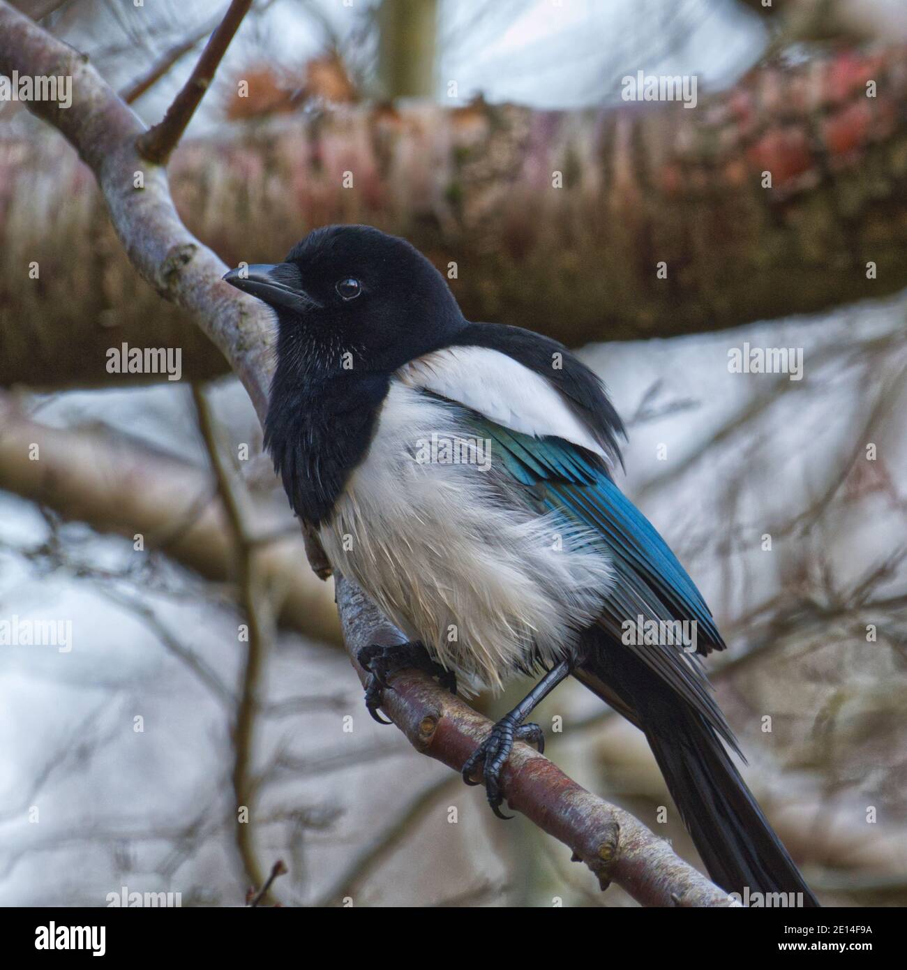 Gazza monocromatica immagini e fotografie stock ad alta risoluzione - Alamy