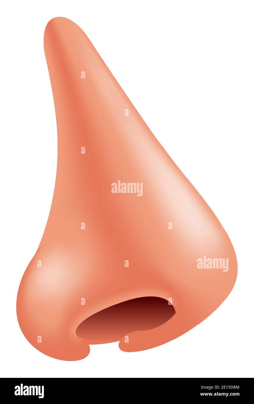 Anatomia del naso Immagini Vettoriali Stock - Alamy