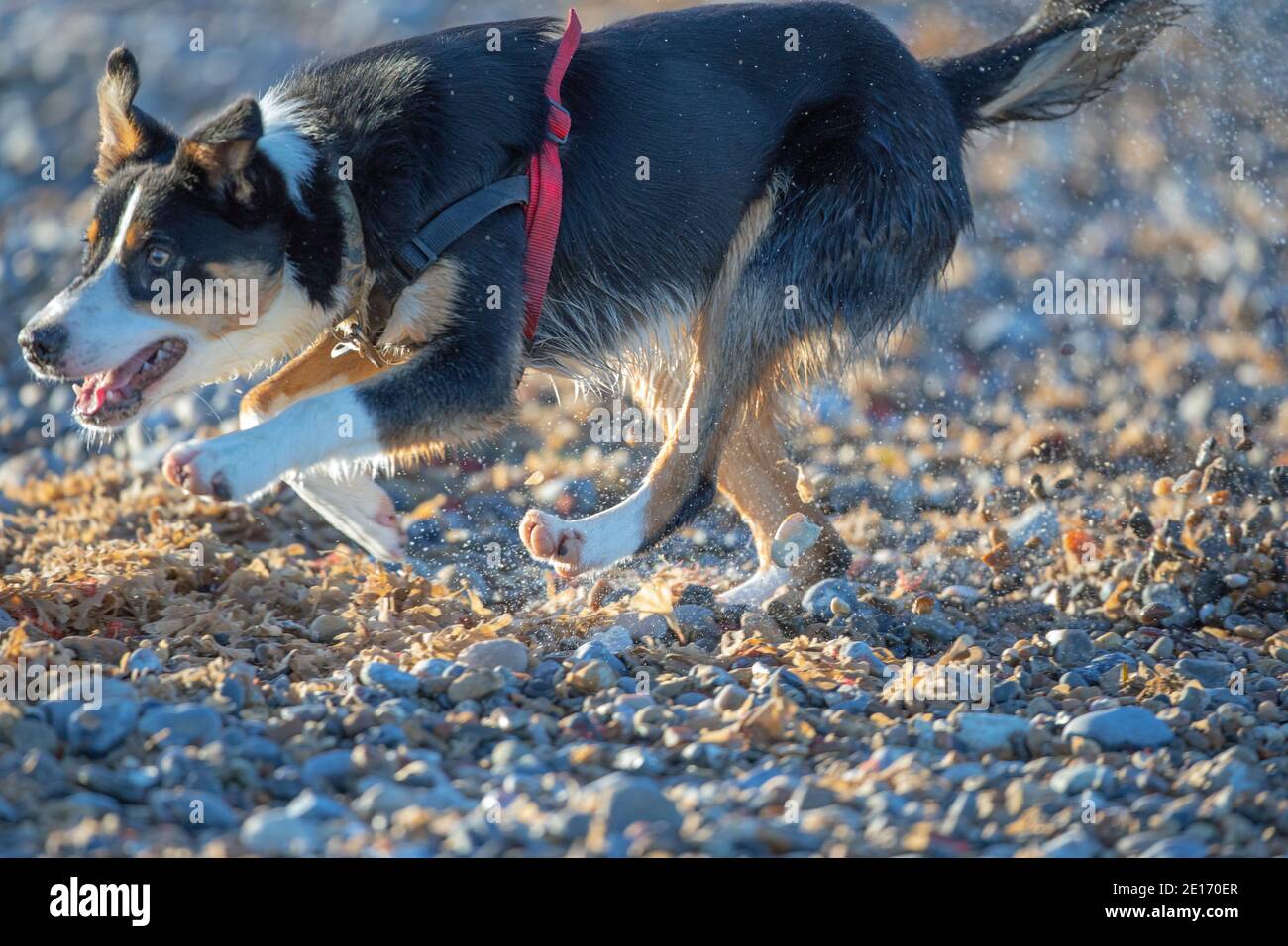 Spiaggia di fronte al mare di border collie immagini e fotografie stock ...