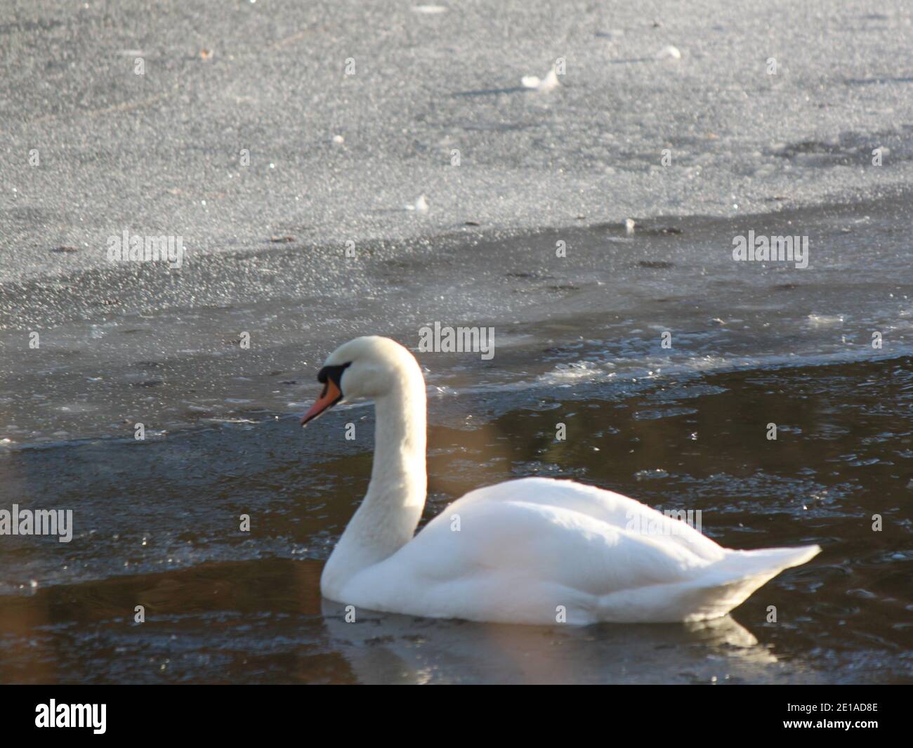 Sfondo Di Cigni Bianchi Immagini e Fotos Stock - Alamy