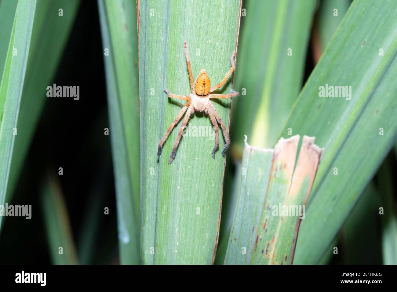 Giant huntsman spider immagini e fotografie stock ad alta risoluzione ...