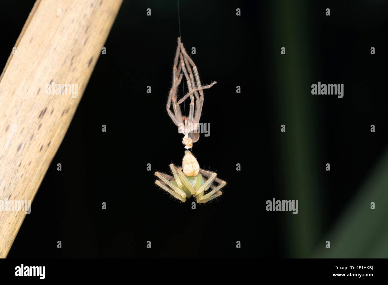 Green huntsman spider immagini e fotografie stock ad alta risoluzione ...