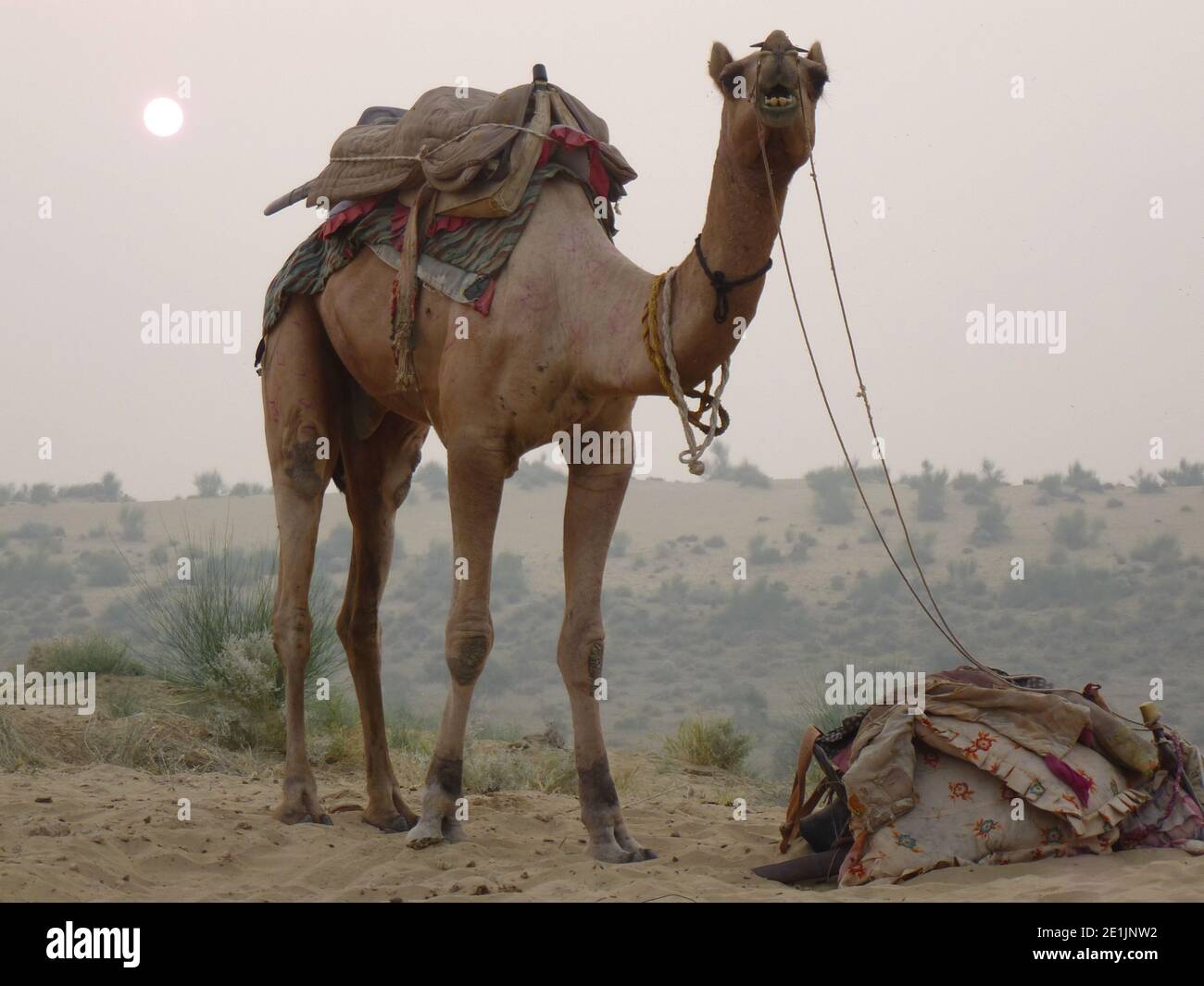 Denti Di Cammello Indiani Immagini e Fotos Stock - Alamy