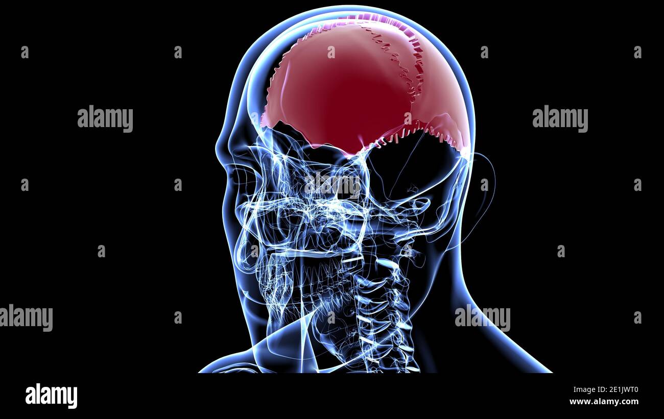 Anatomia ossea parietale del cranio dello scheletro umano per l ...
