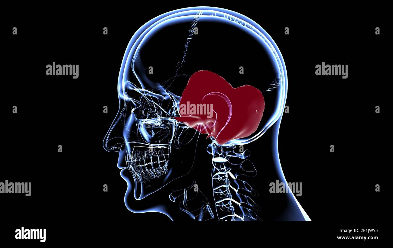 Anatomia ossea temporale del cranio dello scheletro umano per l ...