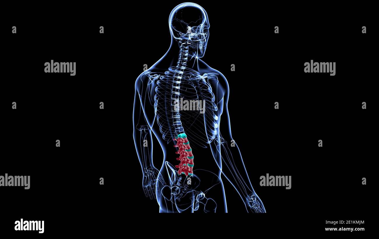 Colonna vertebrale scheletro umano vertebre lombare Anatomia 3D ...