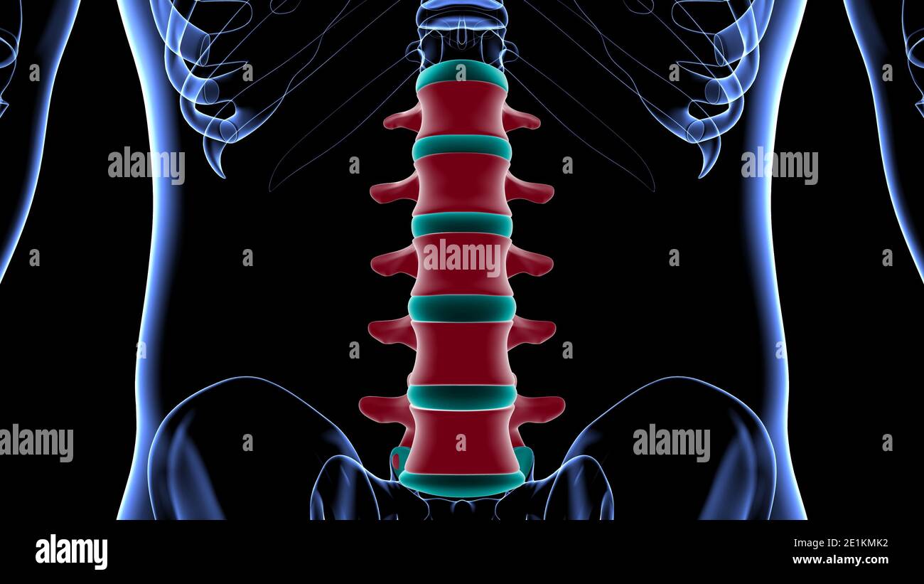 Colonna vertebrale scheletro umano vertebre lombare Anatomia 3D ...