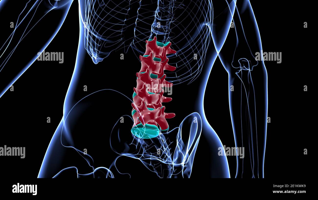 Anatomia Vertebra Lombare: Colonne Vertebrale Lombaire – TMDQWA