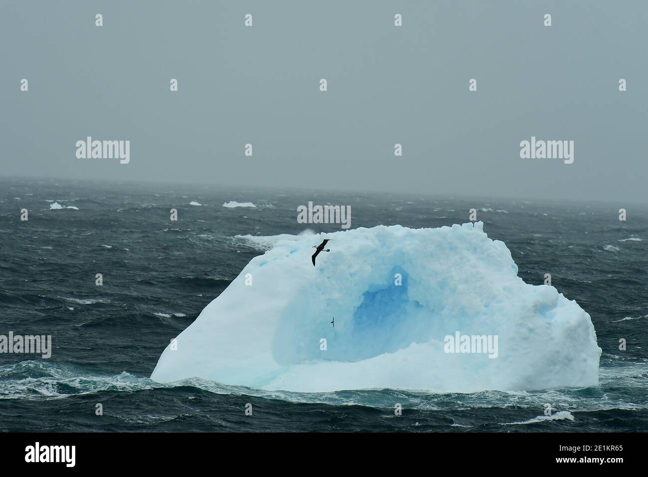 Uccelli che volano iceberg immagini e fotografie stock ad alta ...