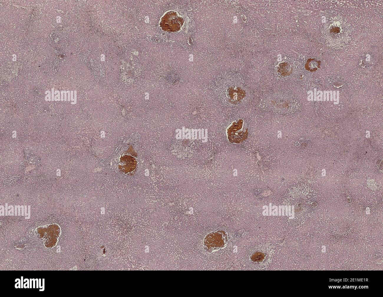 taglio trasversale delle cellule del corpo umano sotto un scientifico ...