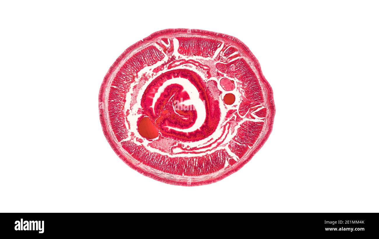 taglio trasversale delle cellule del corpo umano sotto un scientifico ...