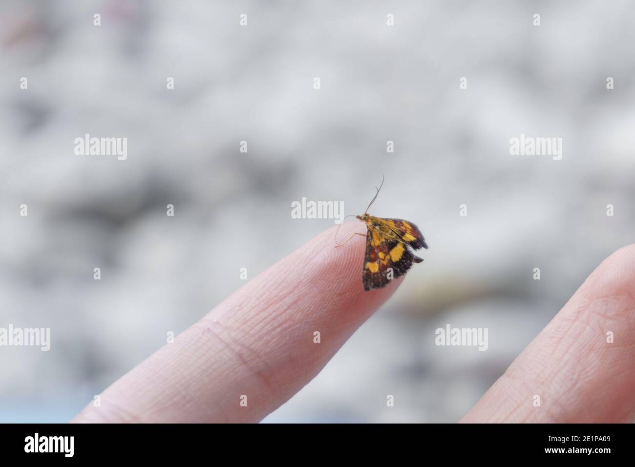 Farfalla e umano immagini e fotografie stock ad alta risoluzione - Alamy