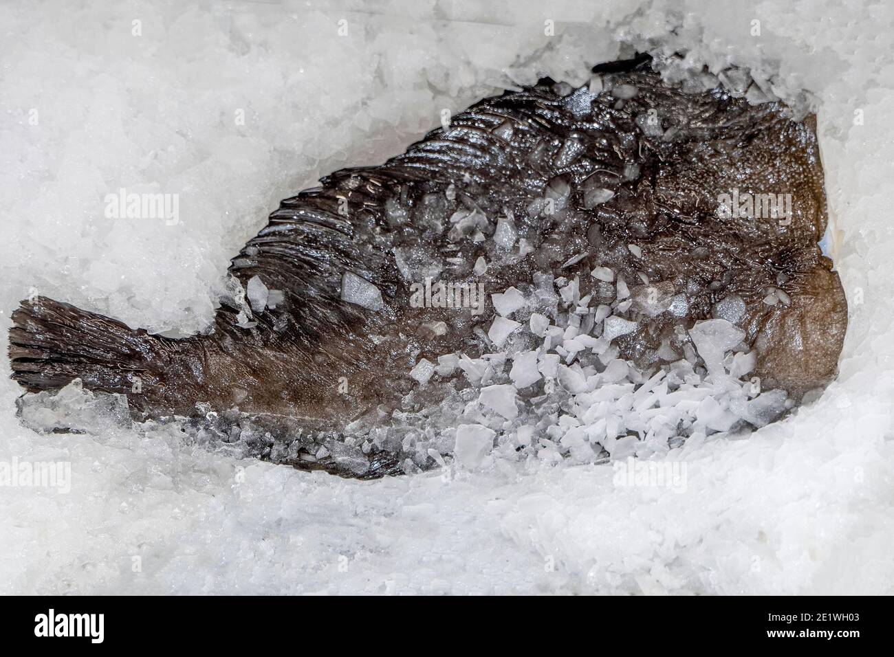 Passera congelata immagini e fotografie stock ad alta risoluzione - Alamy