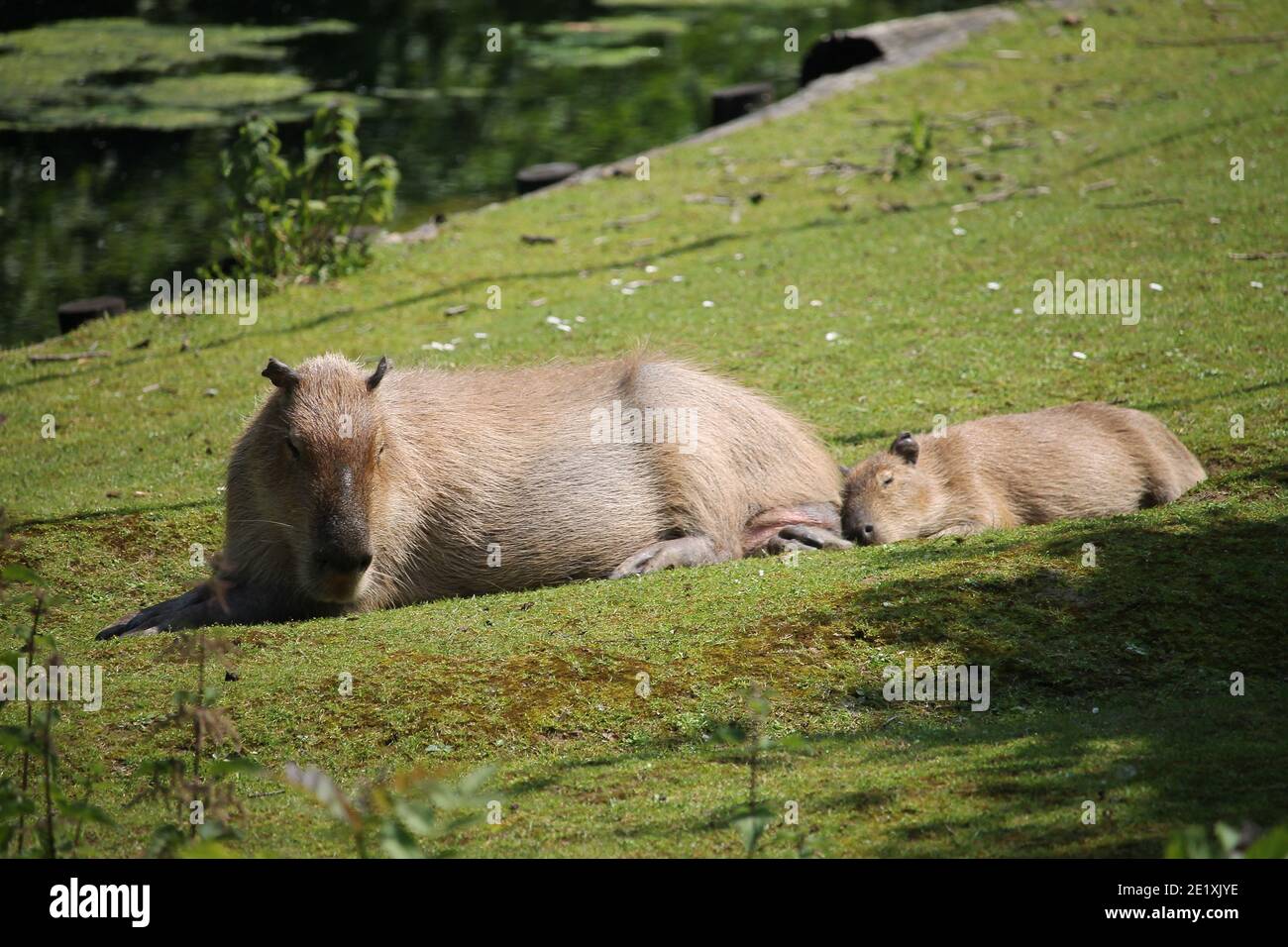 Il capybara è un gigantesco roditore cavy originario del Sud America. È ...