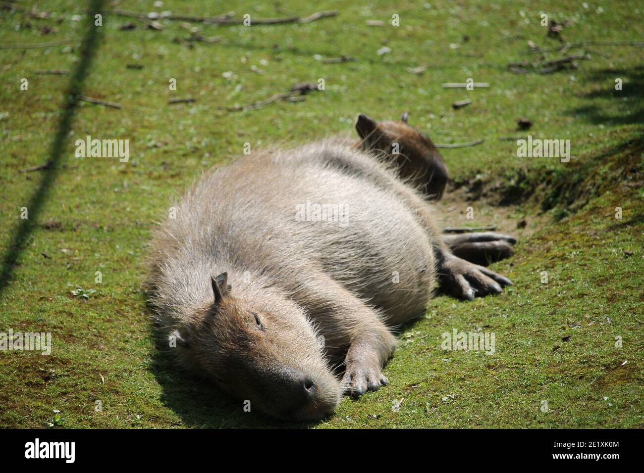 Il capybara è un gigantesco roditore cavy originario del Sud America. È ...